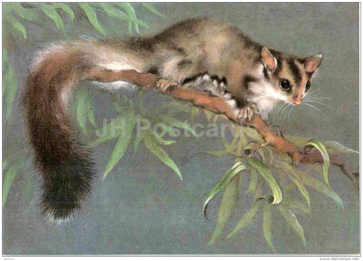 Sugar glider - Petaurus breviceps - flying squirrel - illustration by ...